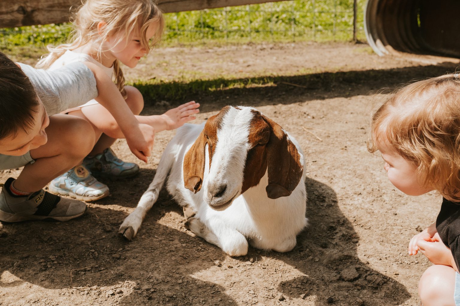 Scatter Joy Acres - Petting Zoo, Pet Adoption, Animal Therapy, and More ...