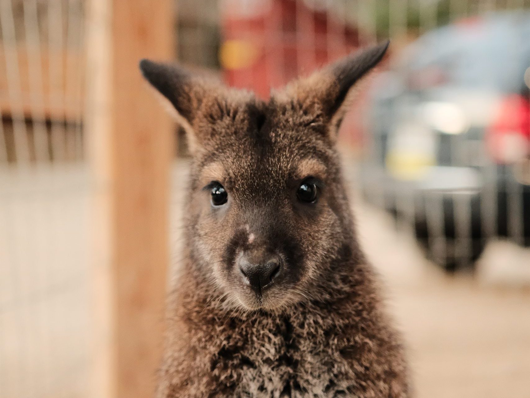 Scatter Joy Acres - Petting Zoo, Pet Adoption, Animal Therapy, and More ...